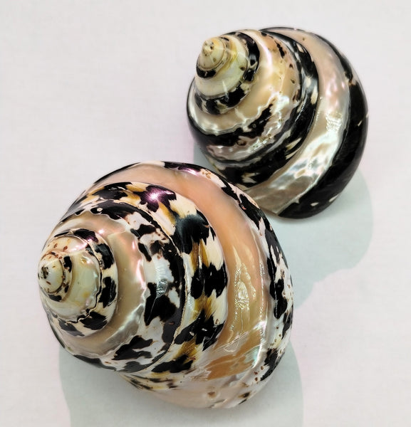 Whelk Shell with holes – Beading and Craft Gallery